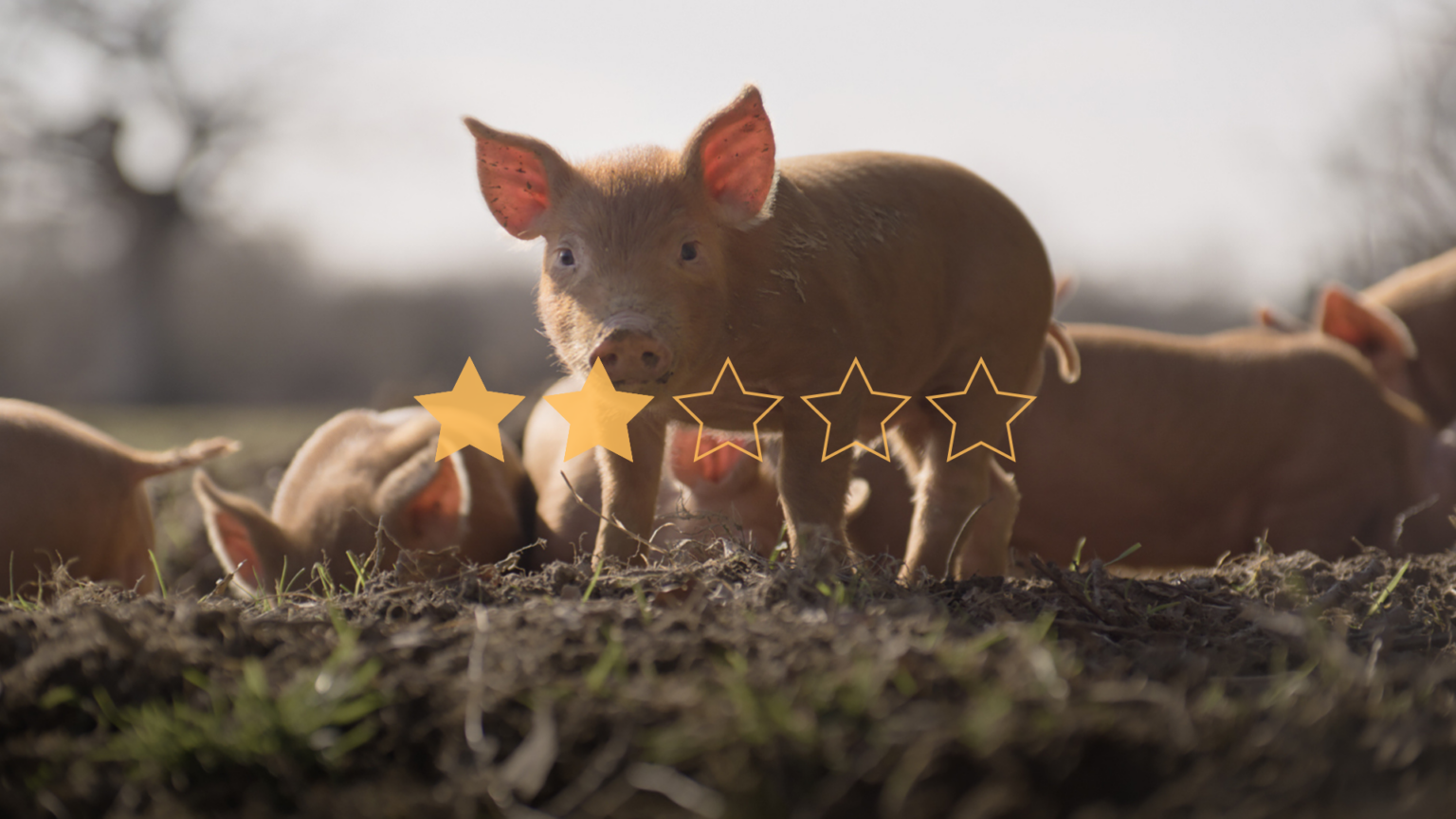 ‘Wilding’ Review: Blu-Ray Extras Outshine the Feature : The Indiependent